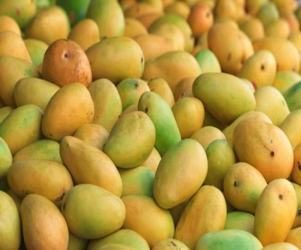 Mango Malihabadi Dusseheri of Uttar Pradesh