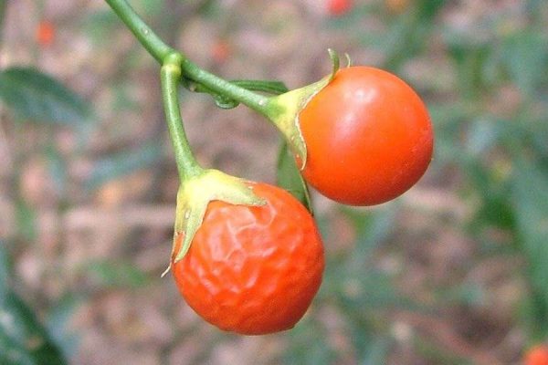 Travel Guide of India and Hobbyist Magazine – Indigenous Food, Ancient ...