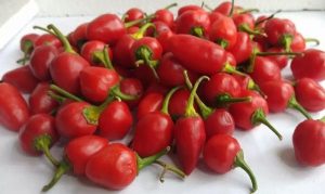 Sikkim’s Dalle Khursani