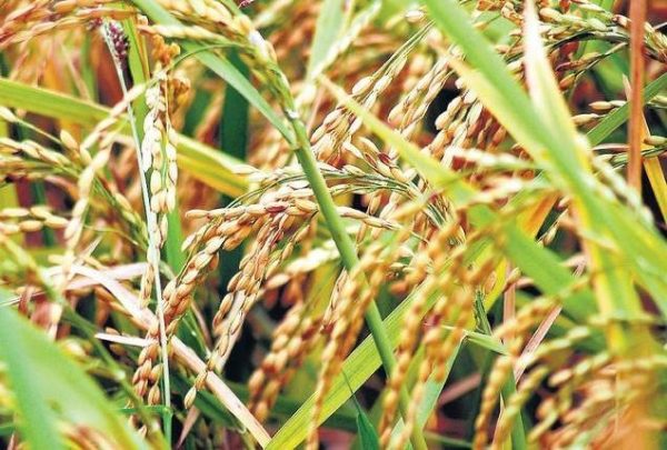 Tulaipanji Rice of West Bengal