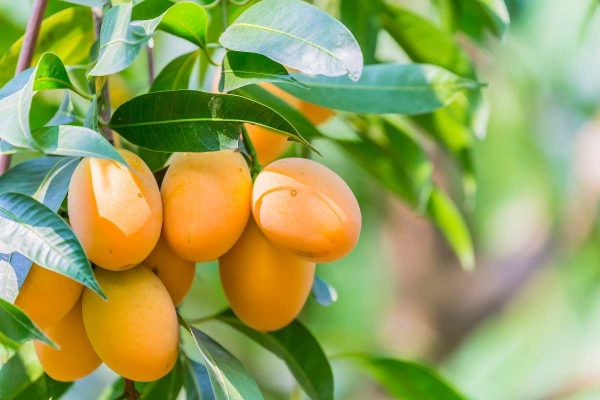 Malda Fazli Mango