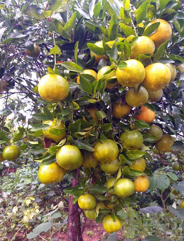 Coorg Orange