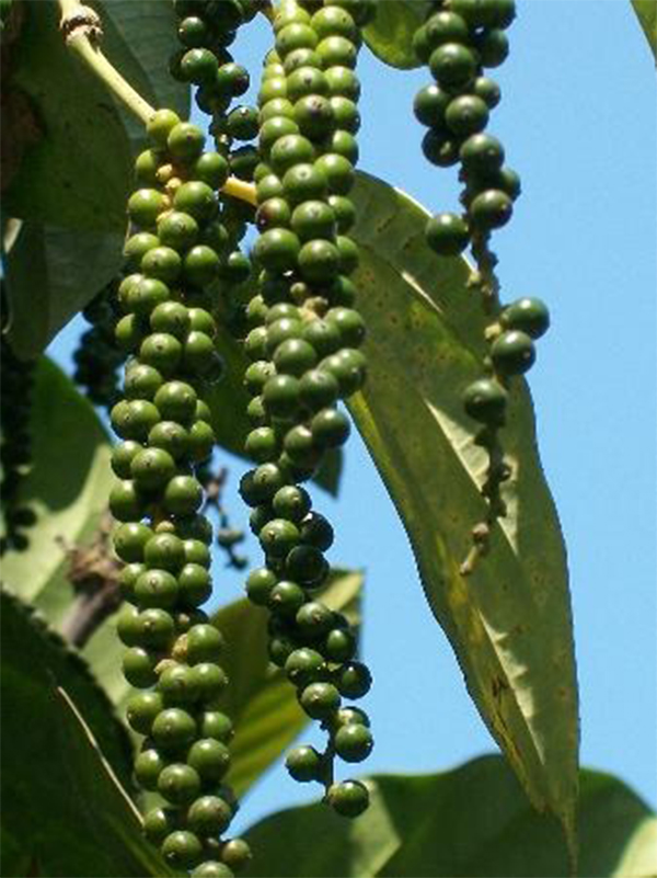 Coorg Pepper
