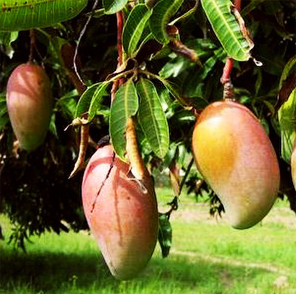 Totapuri Mango