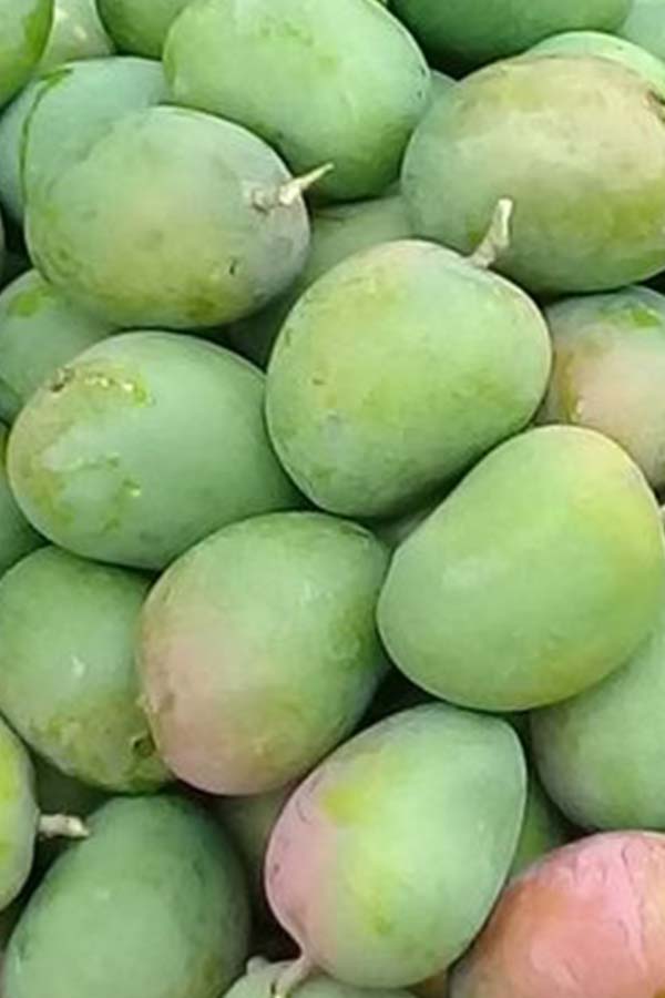 Dharwad Mango (Dharwad Alphonso)
