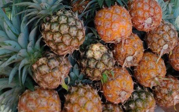 Soraba Pineapple (Shivamogga Pineapple)