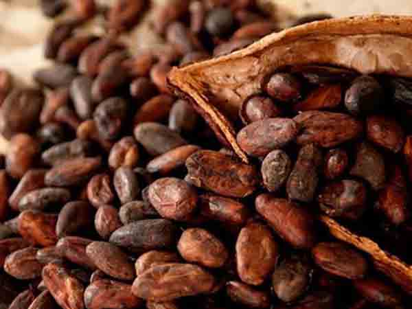 Pollachi Cocoa