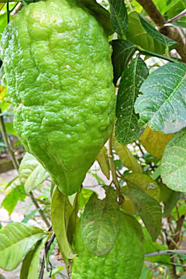 Ganapathi Naranga and Vadukapuli Naranga