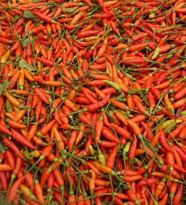 Jamtara Chilli