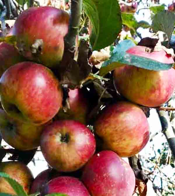 Thanamir Apple
