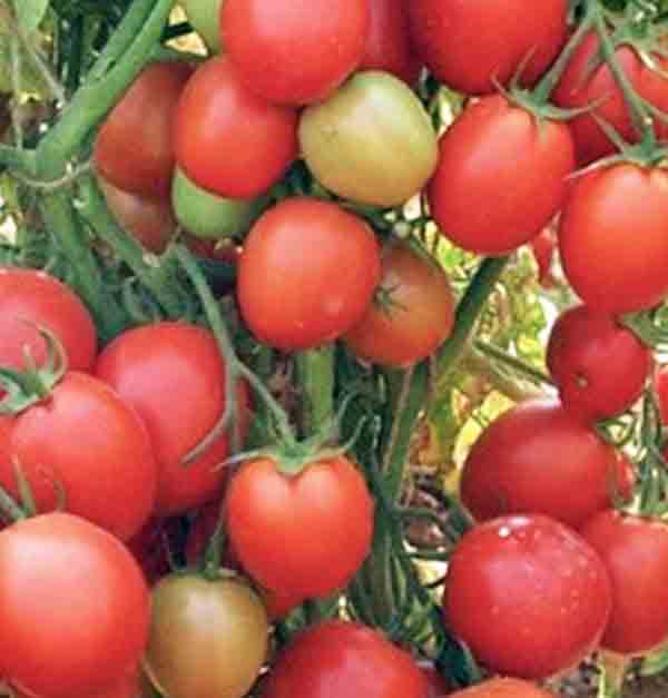 Himachali Tamatar