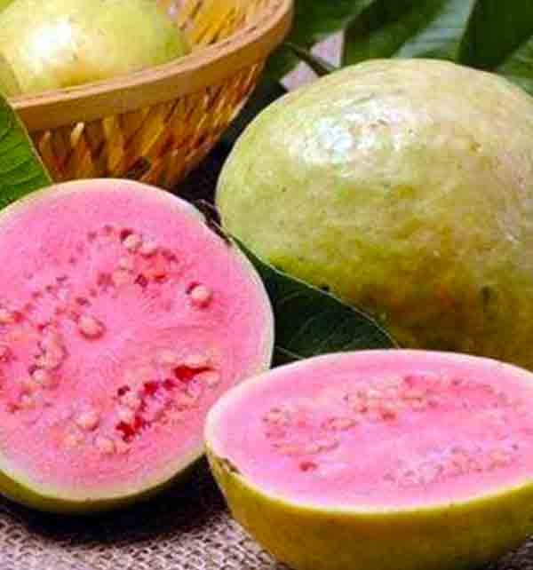 Bhopal Guava