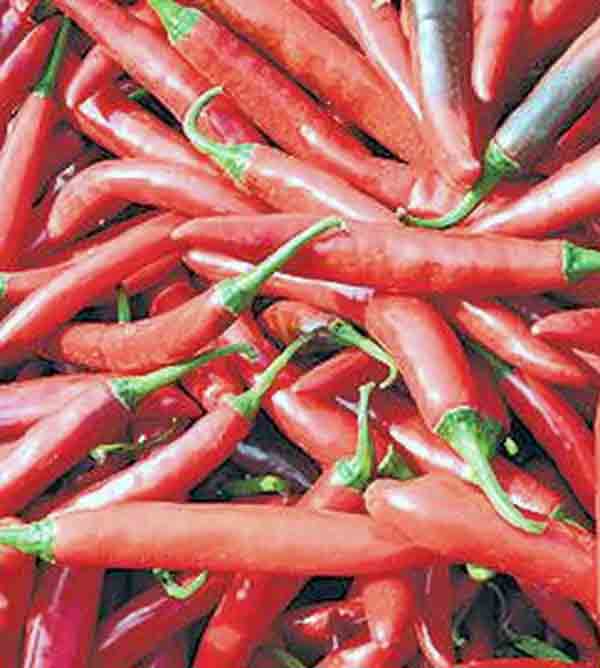 Khargone Chilli