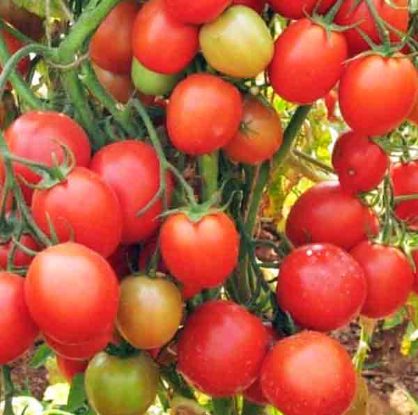 Shivpuri Tomato